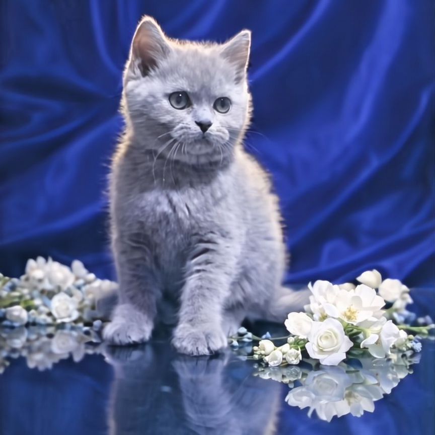 Британский короткошёрстный котёнок