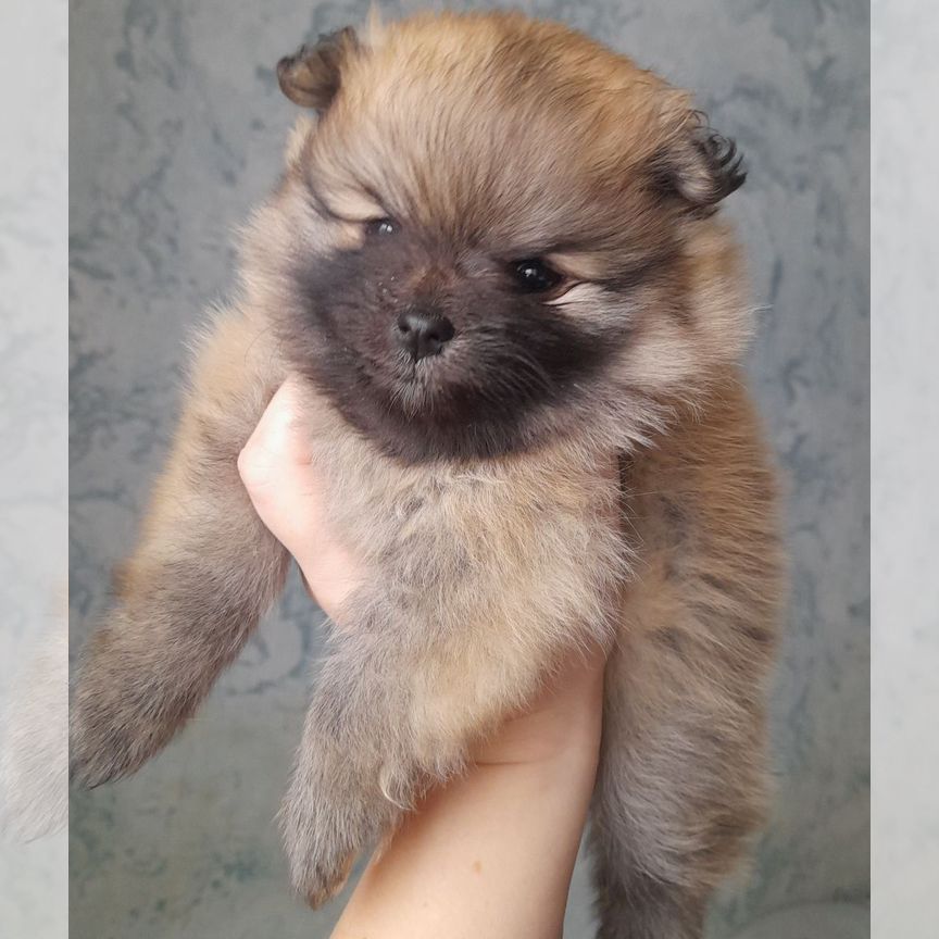 Померанский шпиц, щенок