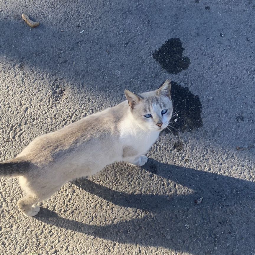 Кошка в добрые руки отдам бесплатно