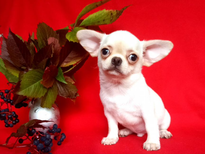 Шесть мальчиков чихуахуа