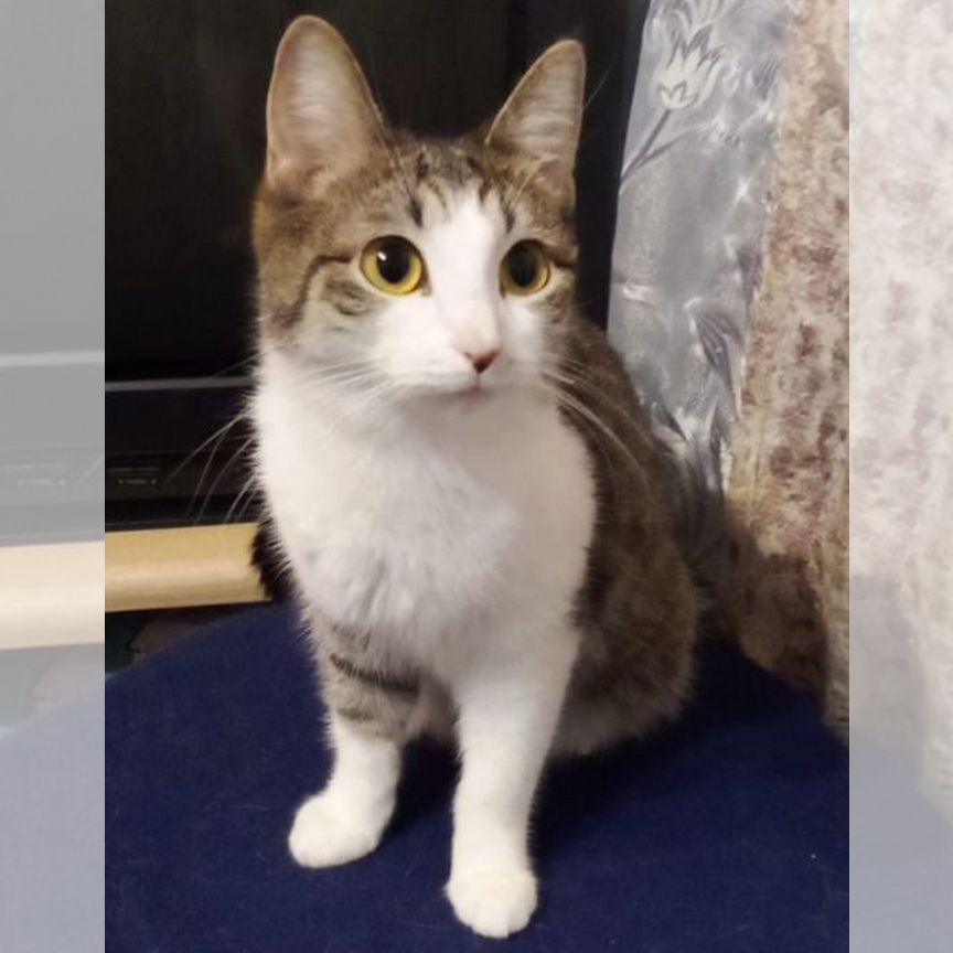 Кошечке Карамельке волонтёр ищет дом