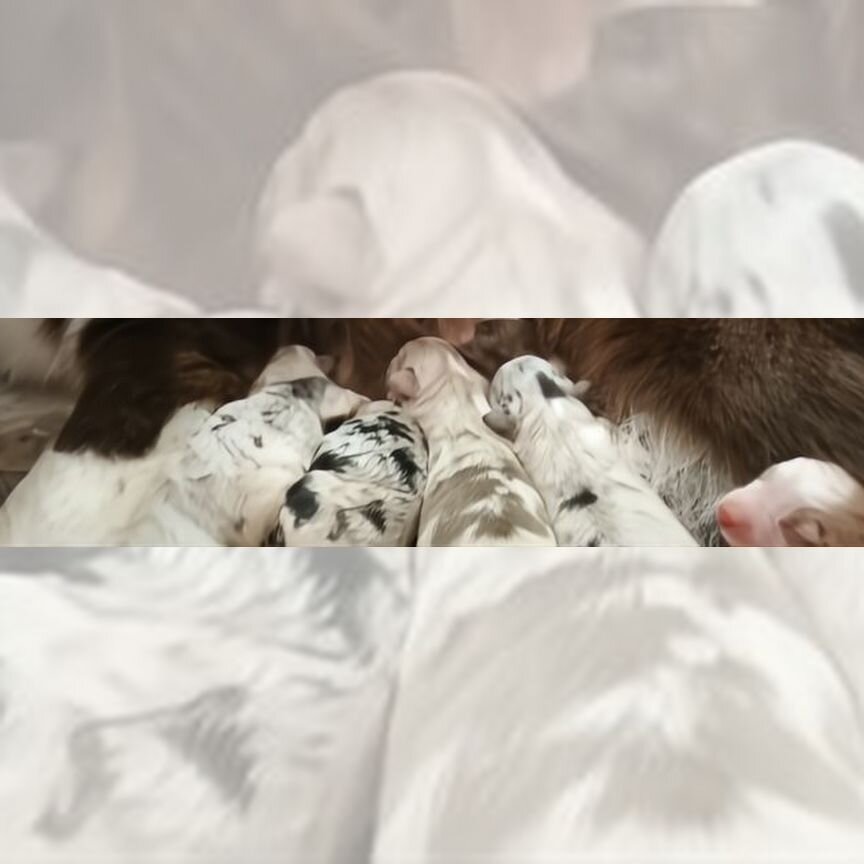 Австралийская овчарка, щенок