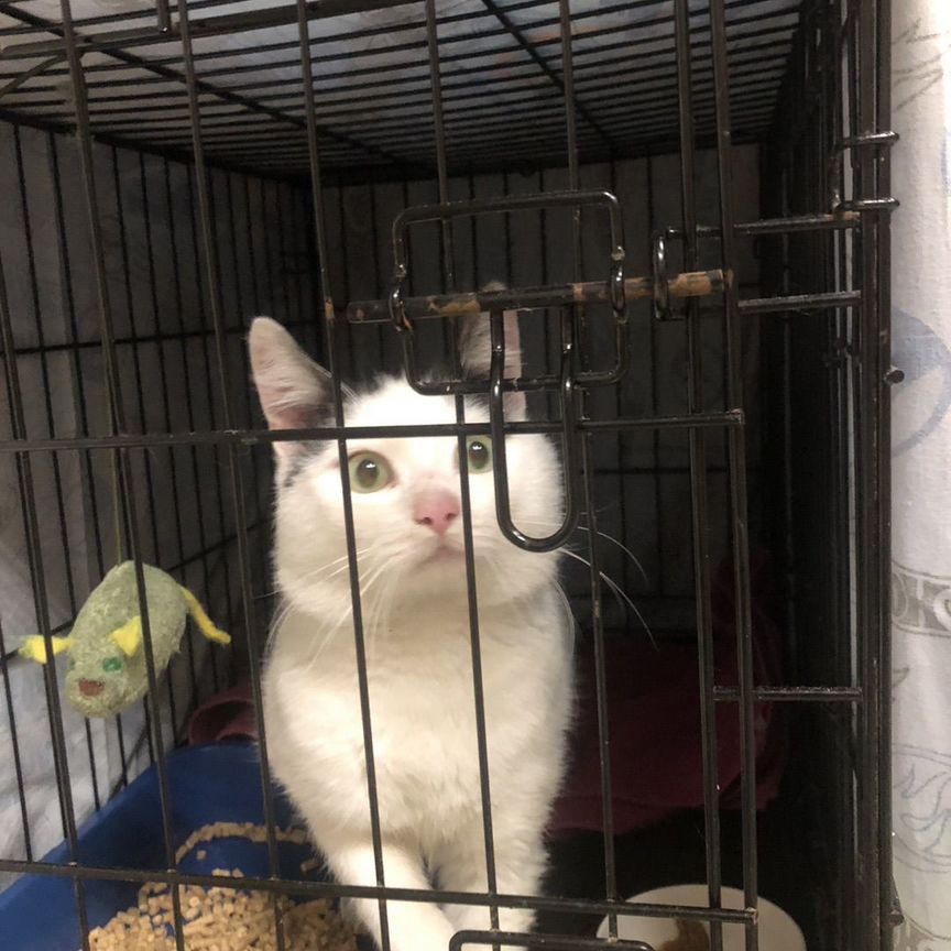 Котик в добрые руки