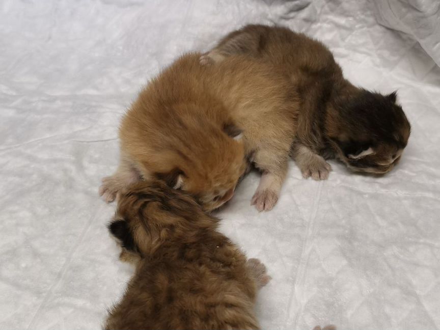 Британская золотая шиншилла