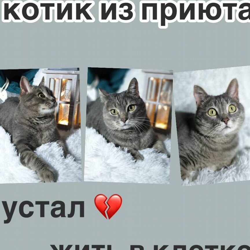 Самый лучший кот