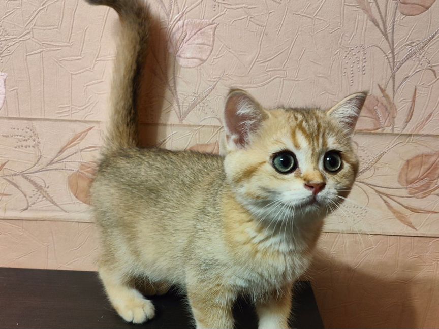 Золотая шотландская кошка страйт