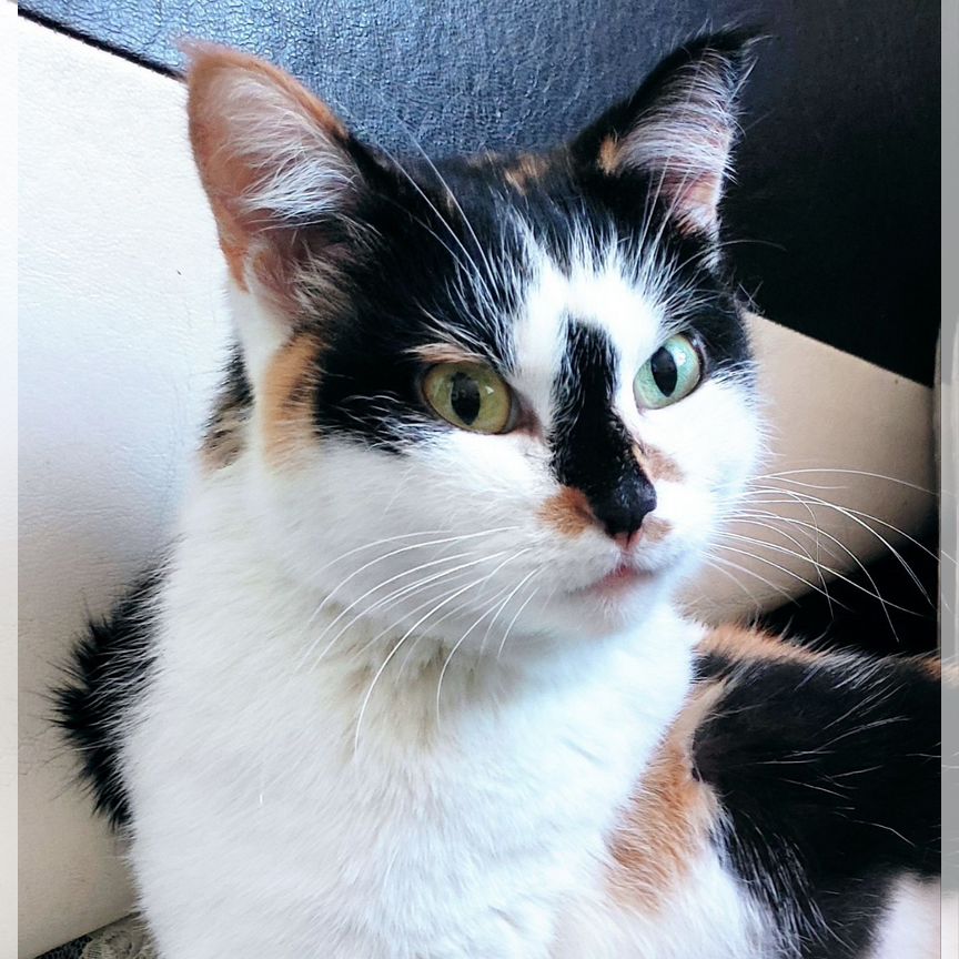 Взрослая, кошка в добрые руки