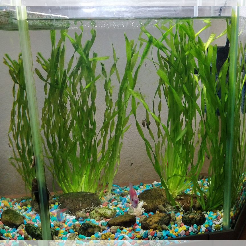 Аквариумное растение