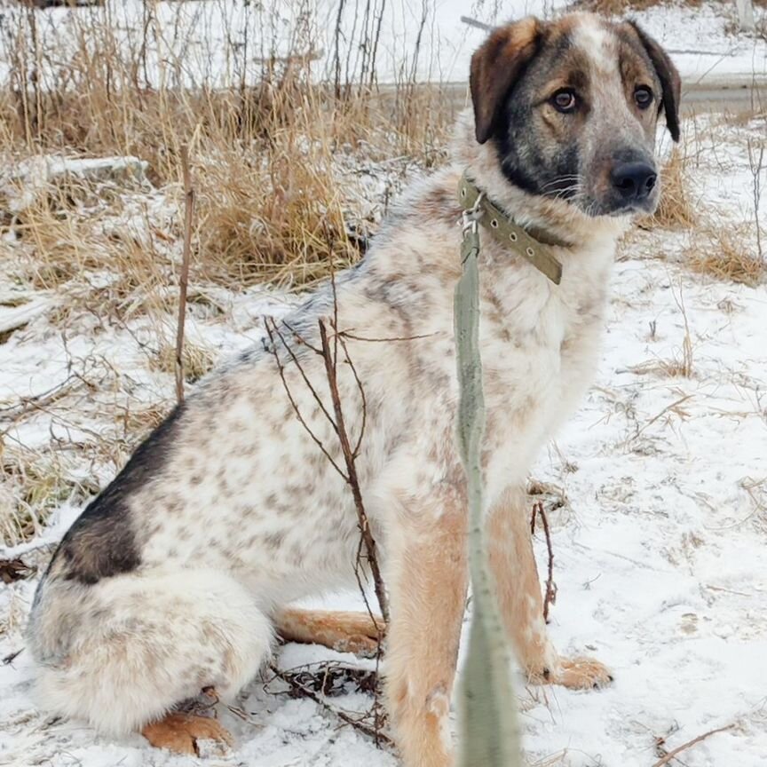 Султан