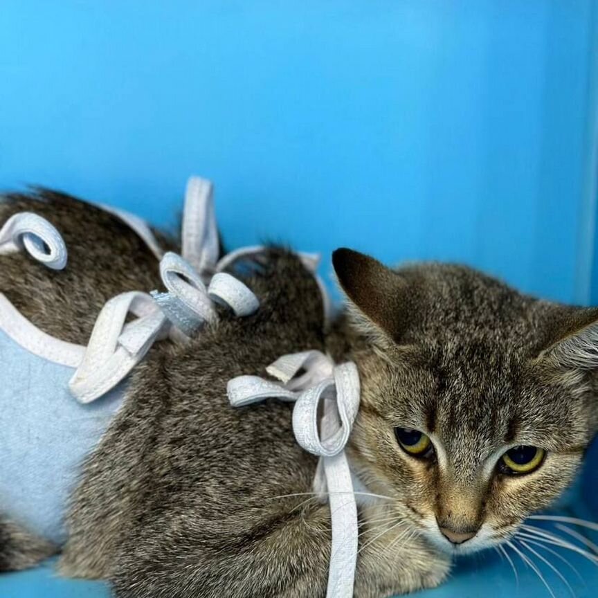 Кошечка Дельта после стерилизации ждет улица