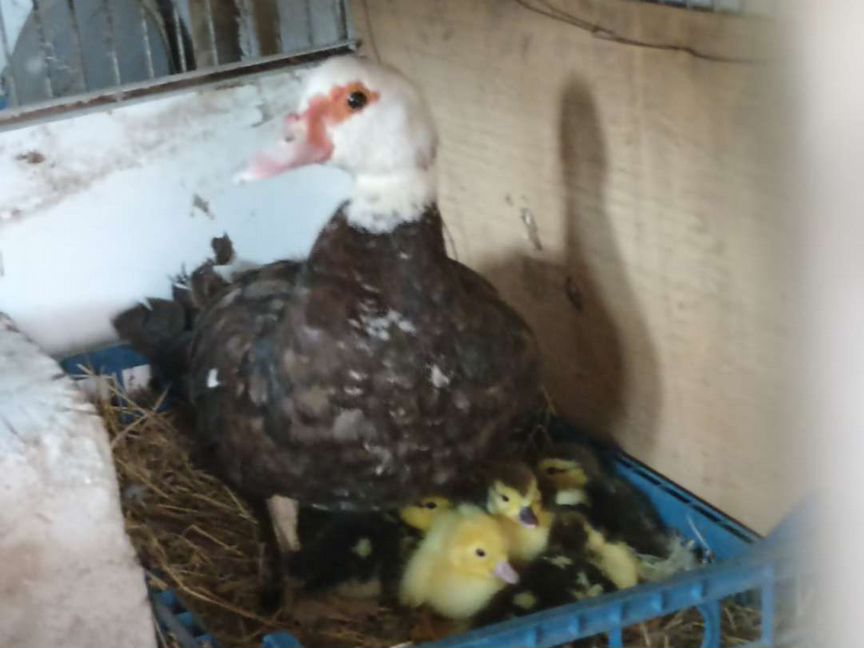 Мускусные утки индоутки индоутята