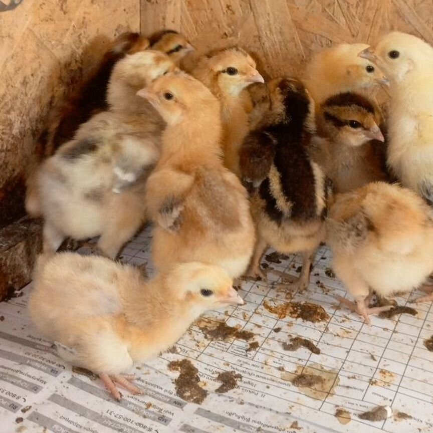 Цыплята несушки