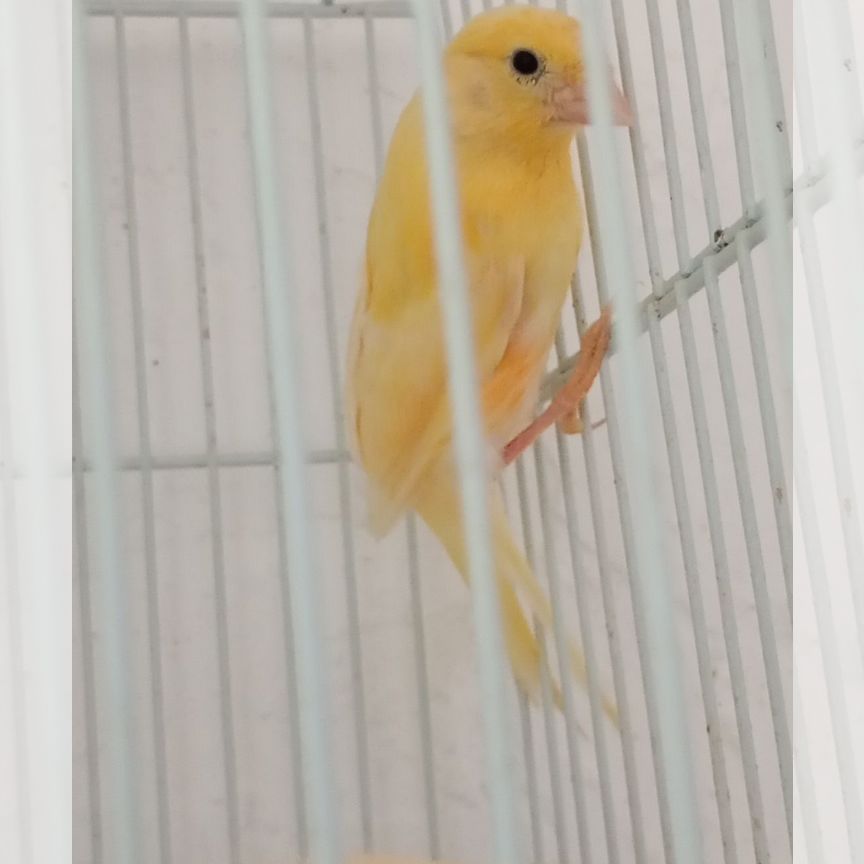 Канарей