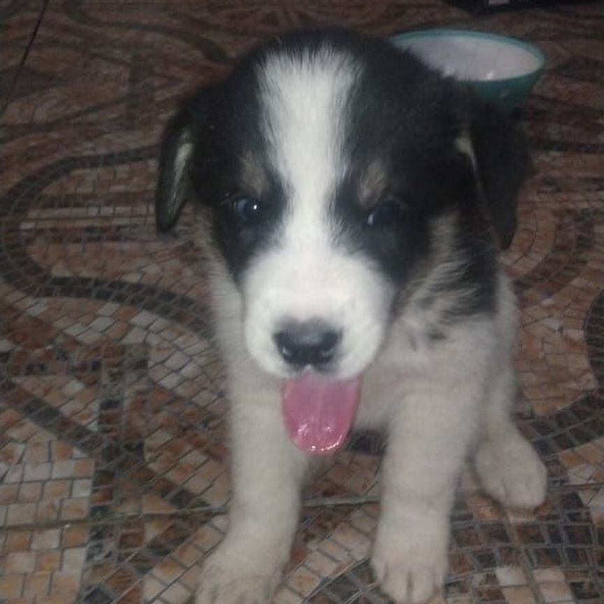 Щенок в добрые руки