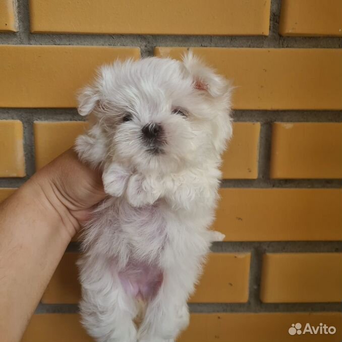 Супер мини мальтезе, девочка
