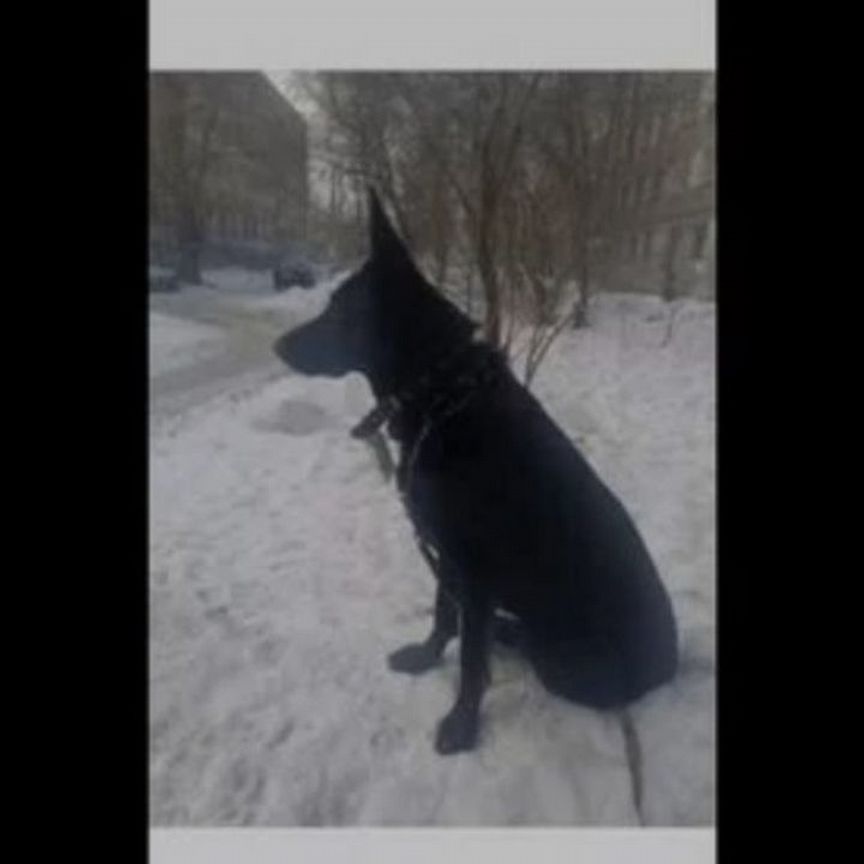 Немецкая овчарка