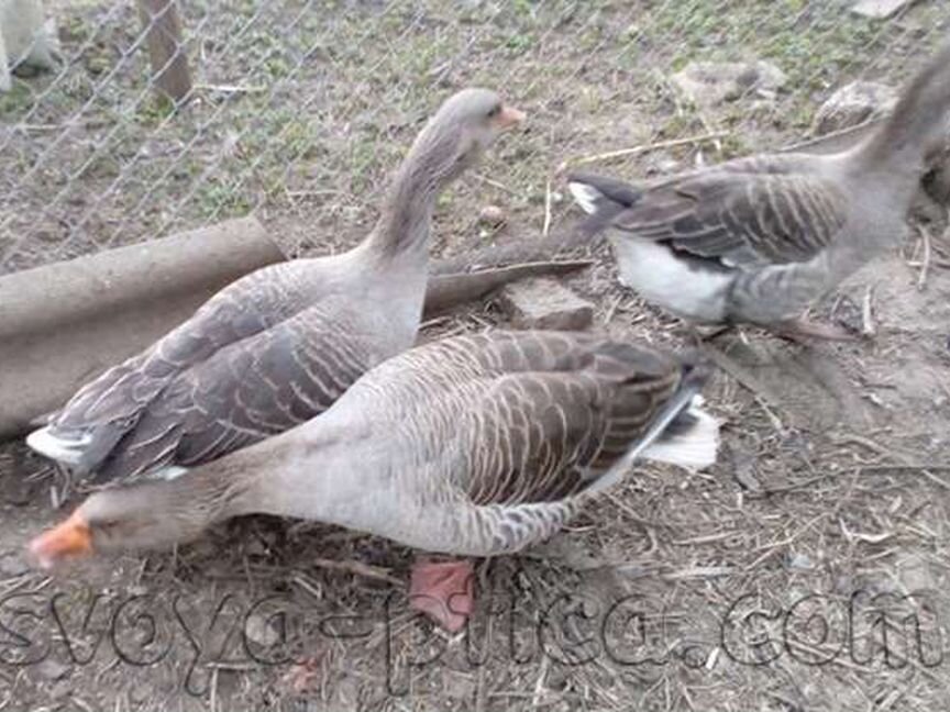 Домашняя птица