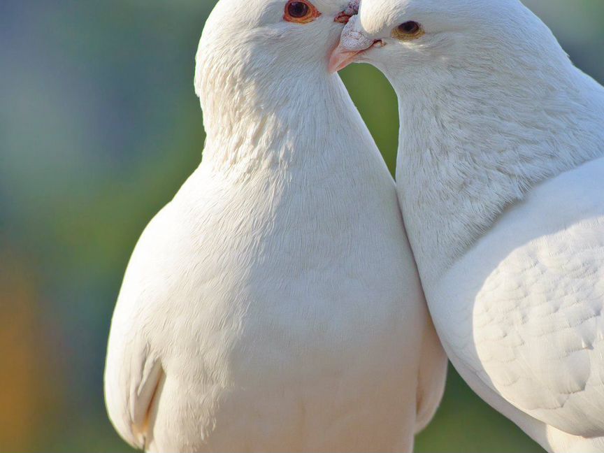 Голуби на свадьбу Ставрополь