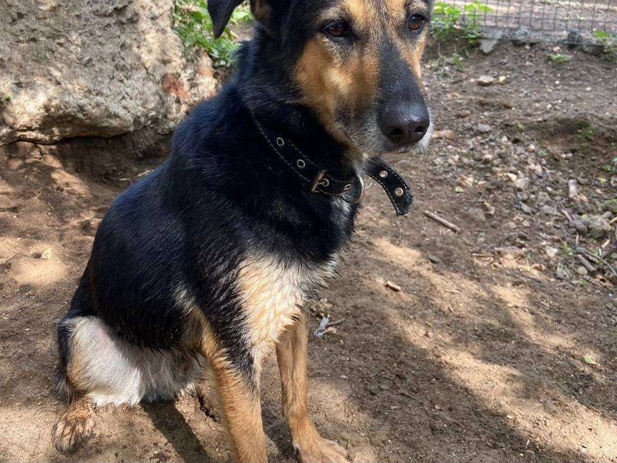 Маленькая собака в добрые руки из приюта