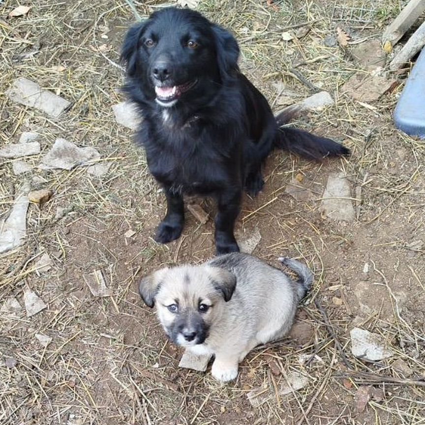 Щенок в добрые руки