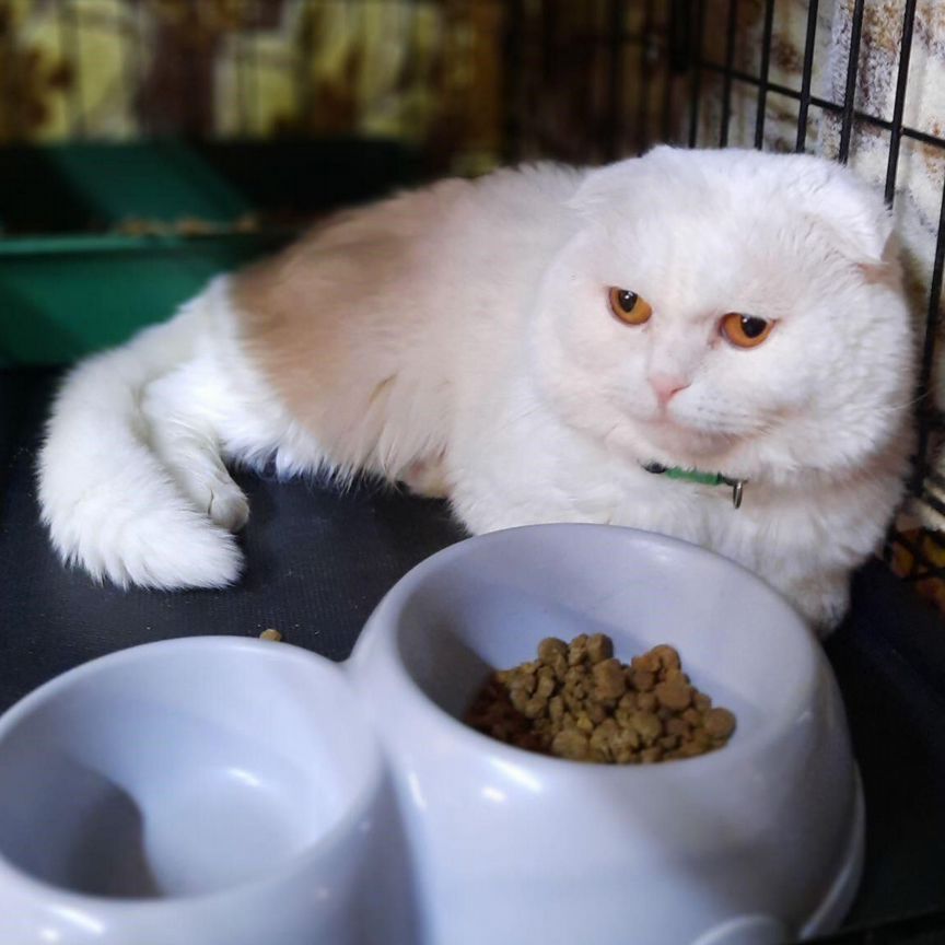 Шотландский вислоухий короткошёрстный, взрослый кот