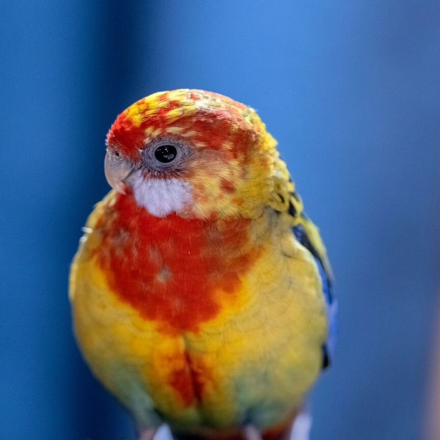 Попугай розелла