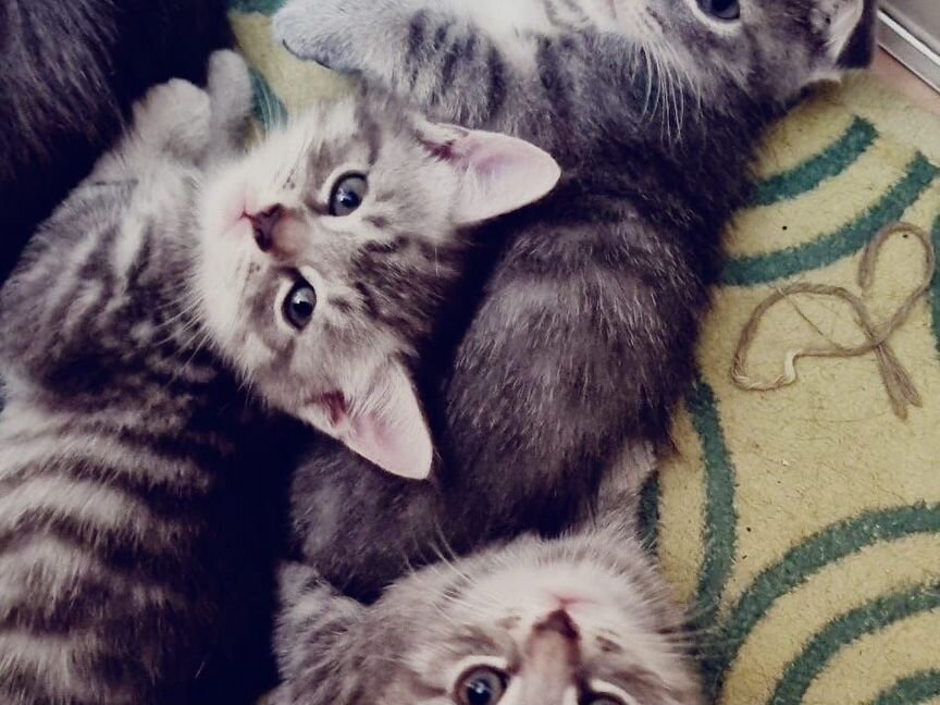 Вислоухие котята