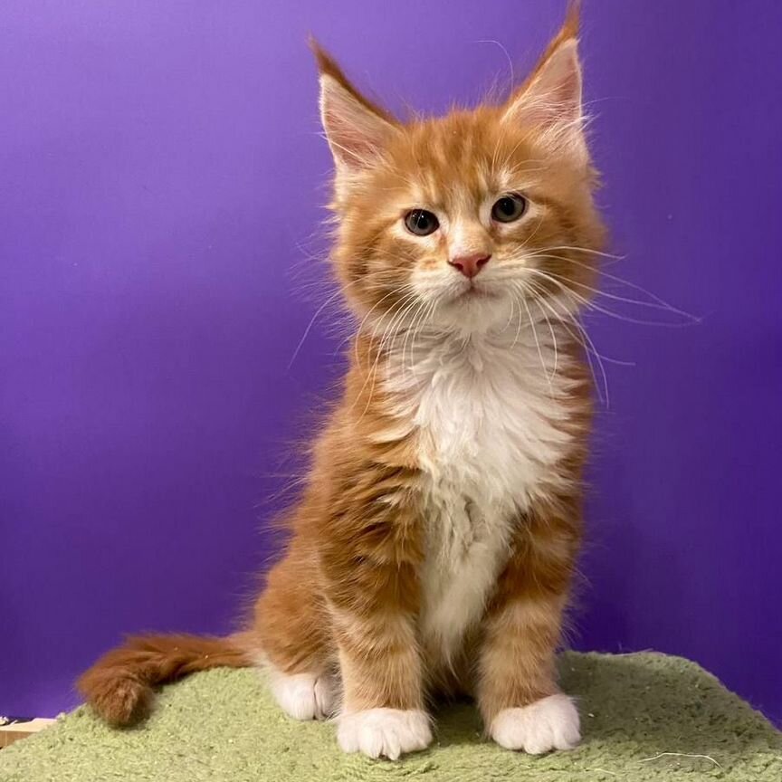 Мейн-кун котёнок