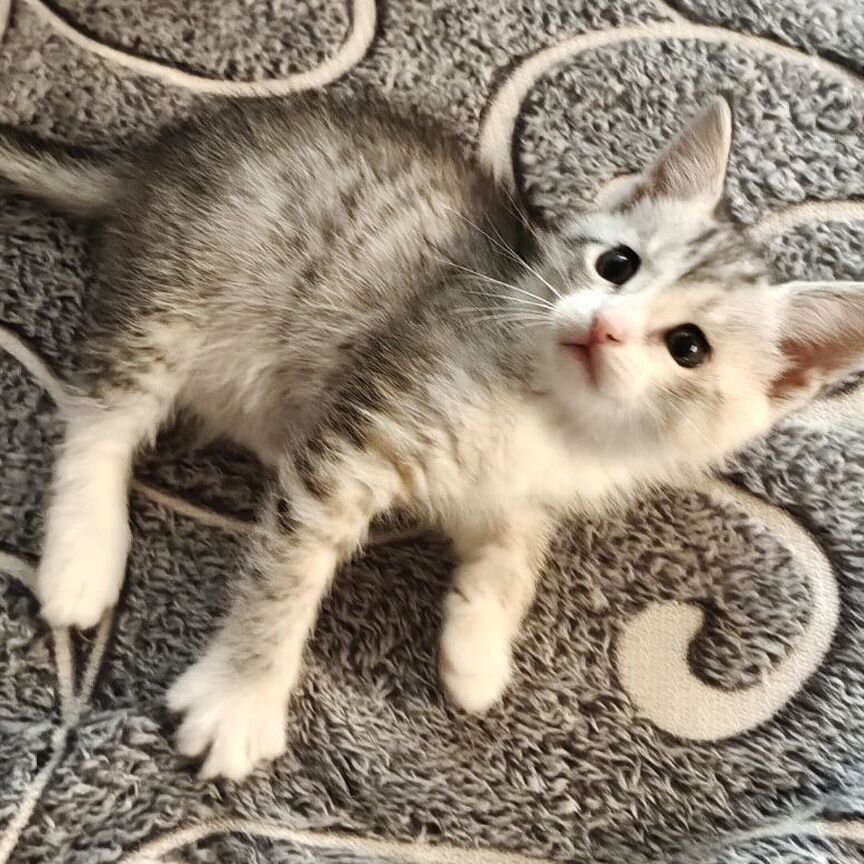 Котёнок в добрые руки