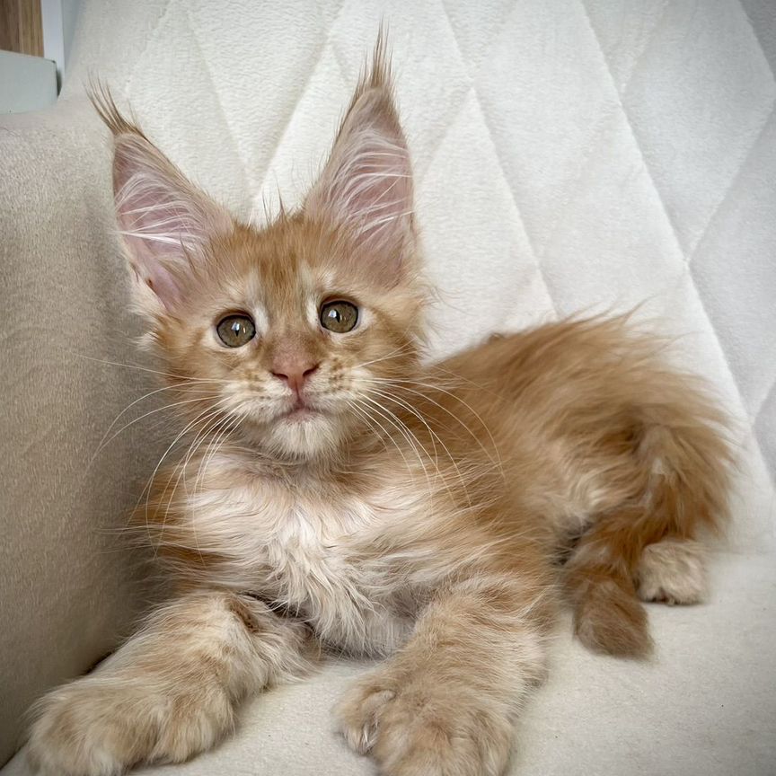 Мейн-кун девочки полидакты