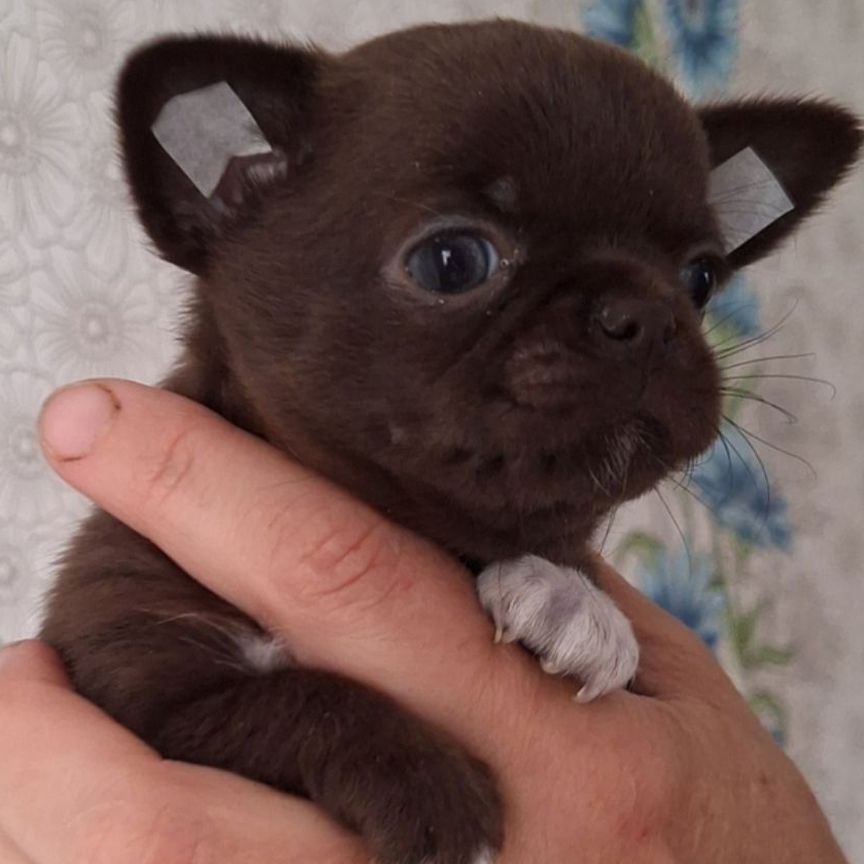 Чихуахуа, щенок