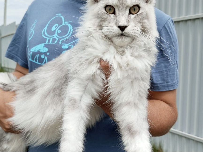 Котята мейн-кун