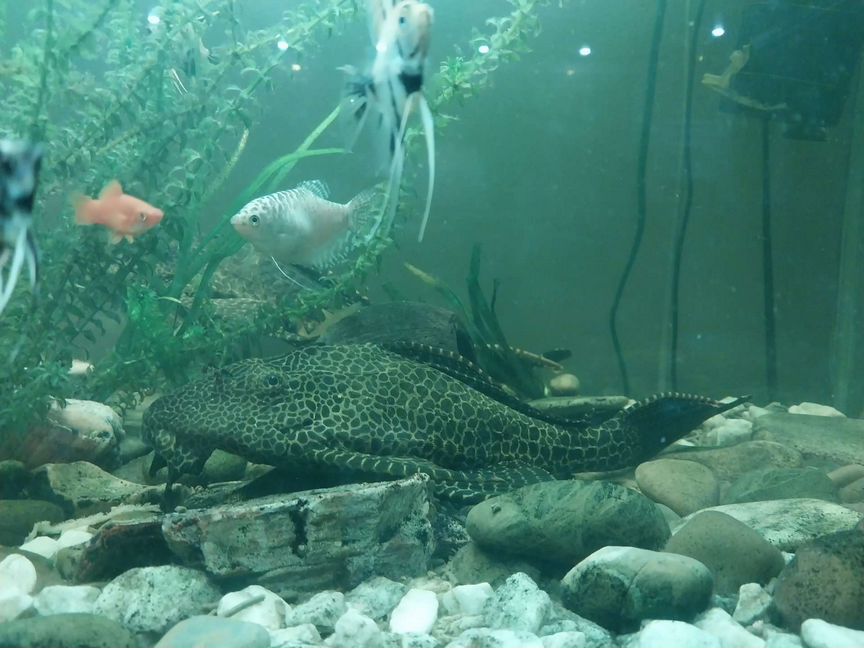 Парчовый сом