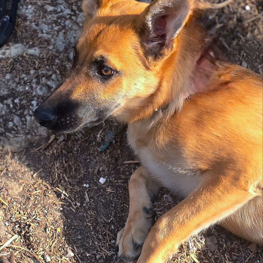 Овчарка бесплатно в добрые руки