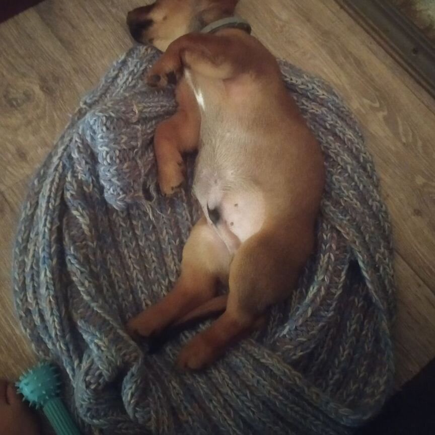 Такса, щенок