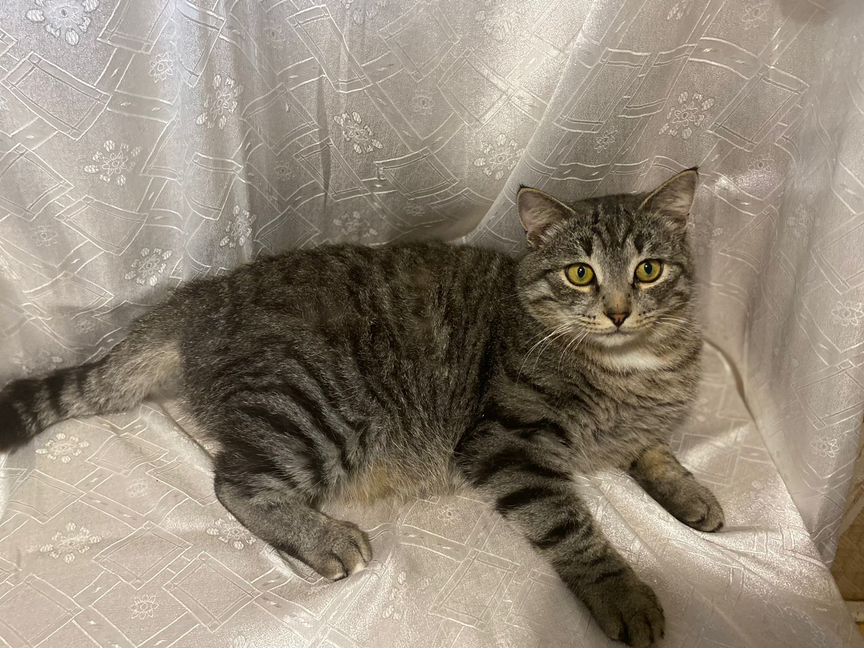 Степной кот Себастьяен ласковый молодой в дар