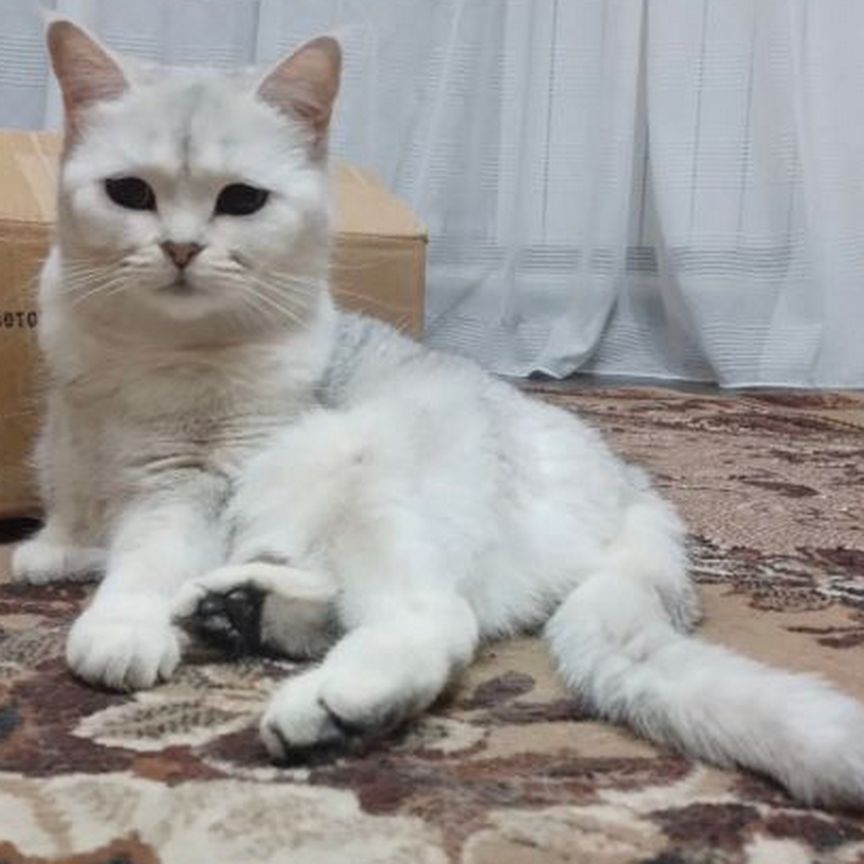 Британская длинношёрстная, взрослая кошка