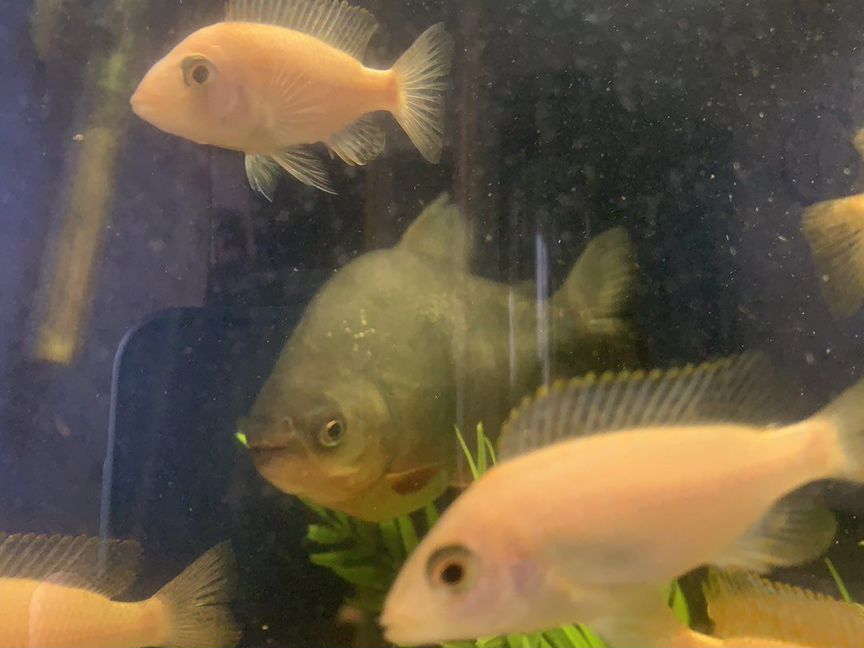 Аквариумные рыбки