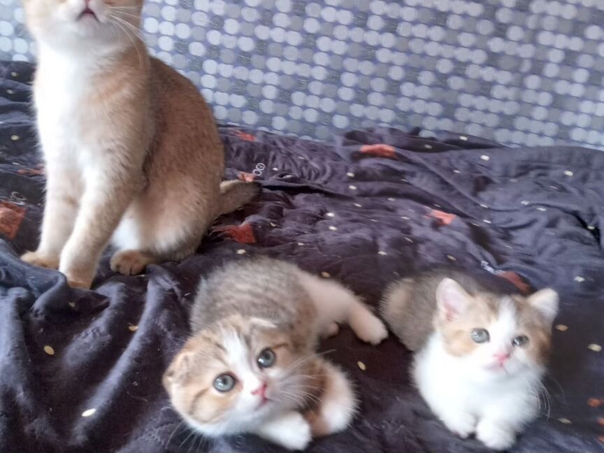Шотландские котята