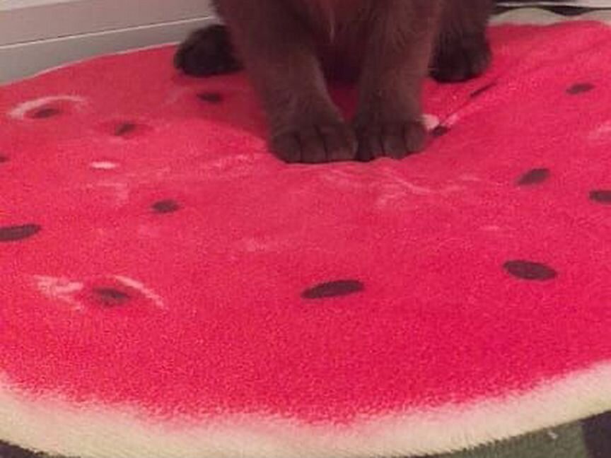 Бурманские котятки