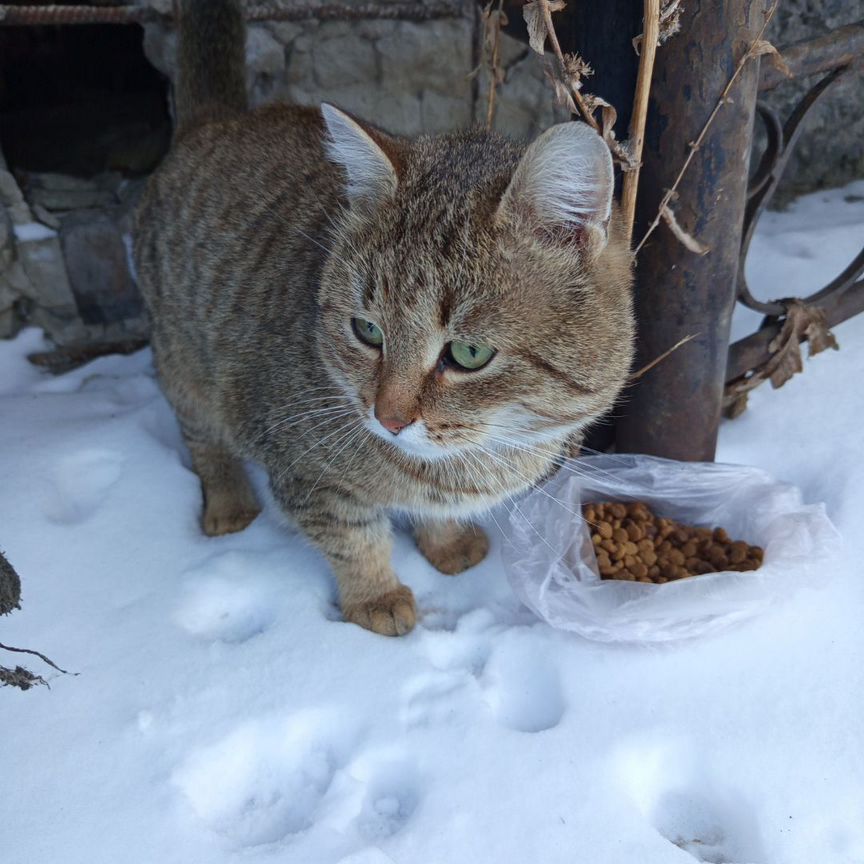 Котик ручной в подвале