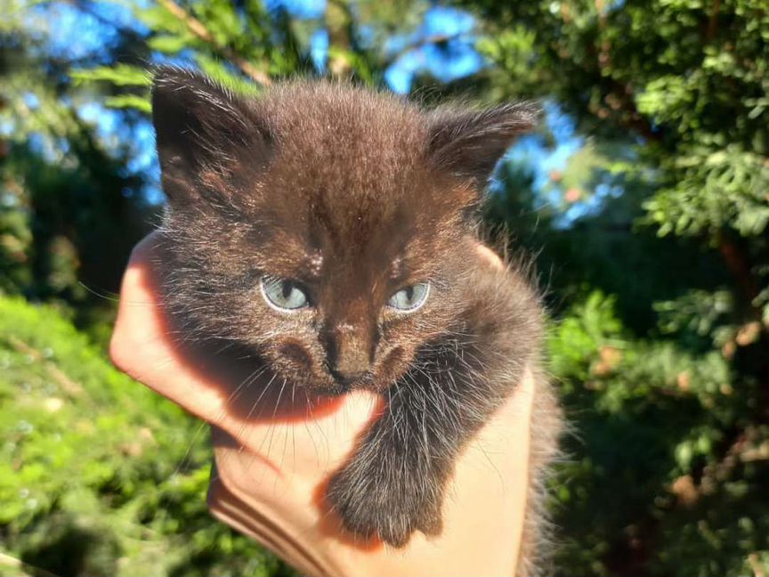 Кошка