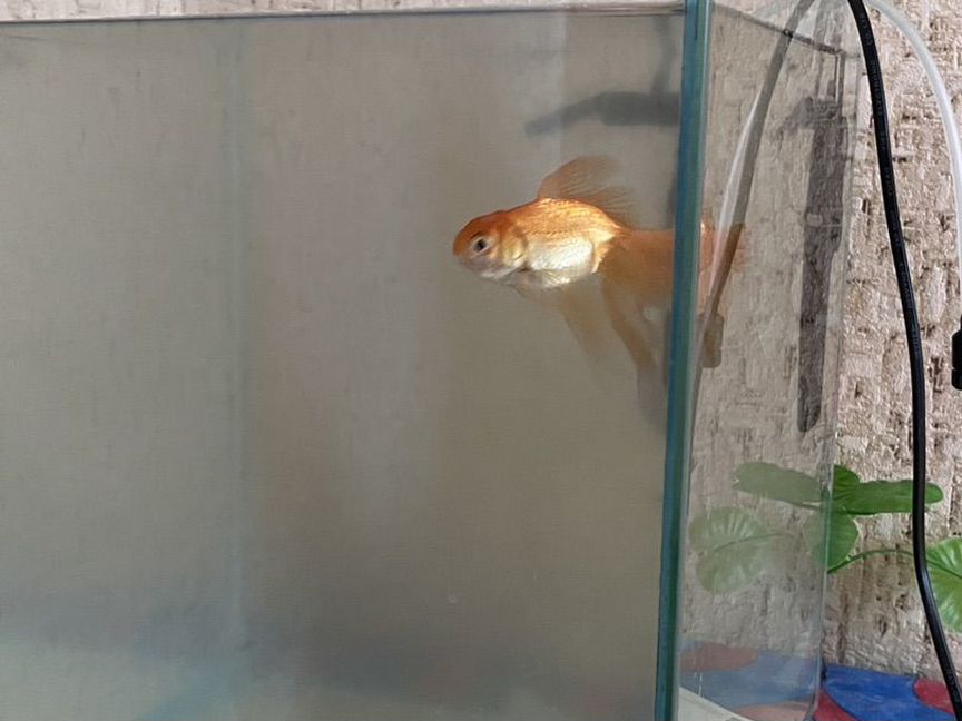 Аквариум с рыбкой 30 л