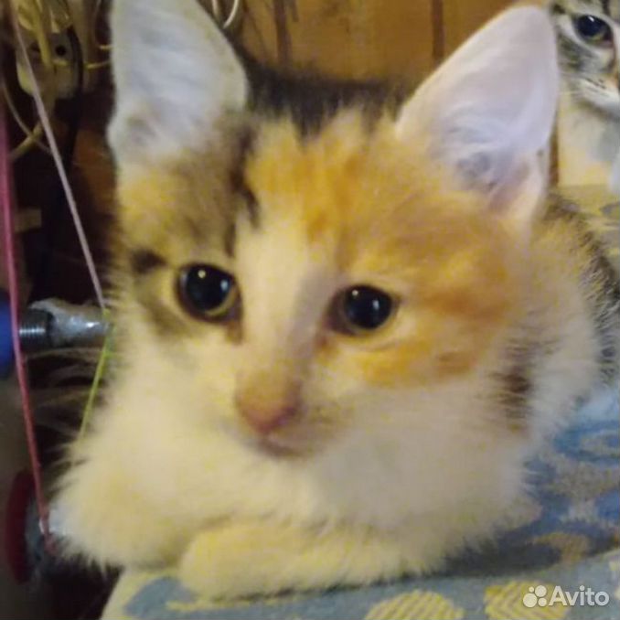 Ждем своего человека