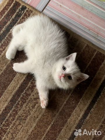 Кот от крысоловки