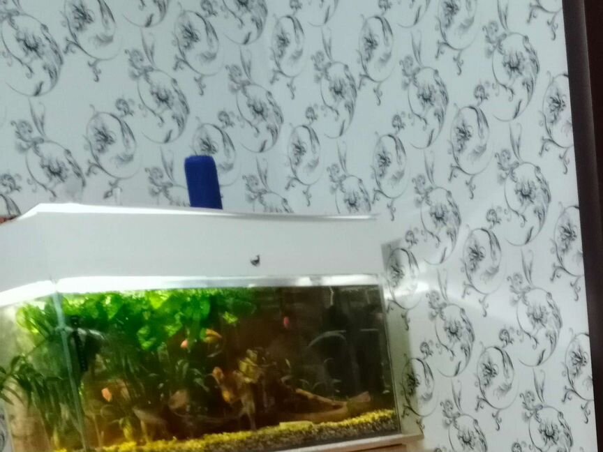 Аквариум с тумбой и рыбками 200л