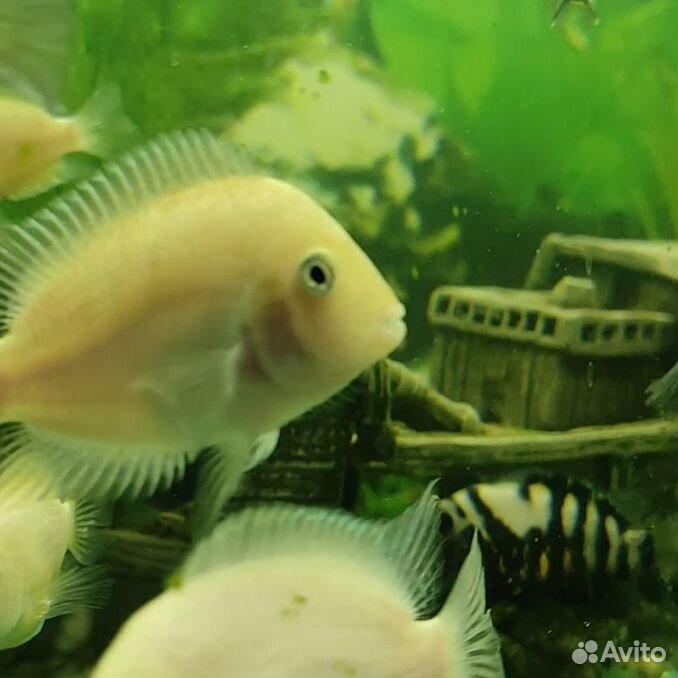 Цихлиды белые и чернополосые