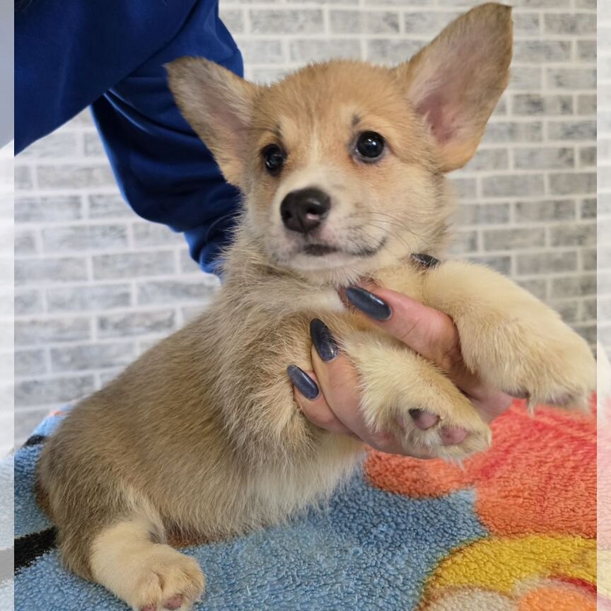 Вельш Корги Пемброк, щенок