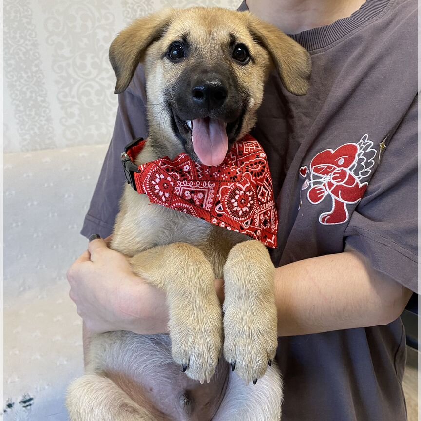 Щенок в добрые руки