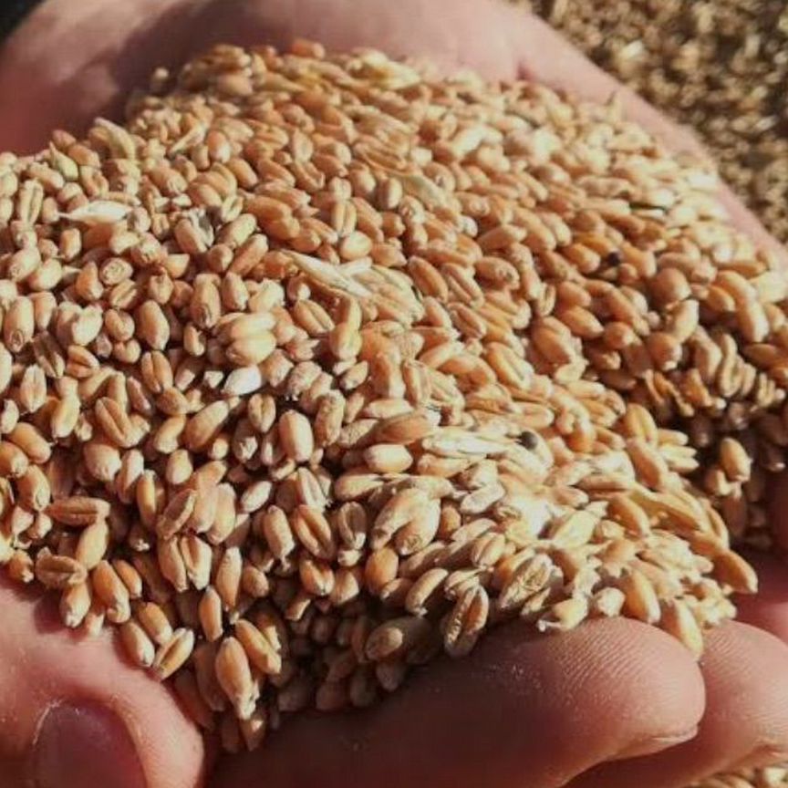 Зерно пшеница